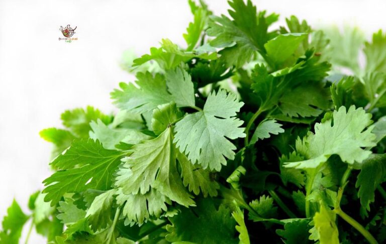 Substitutes for Mint: Delicious Options to Experiment With ...